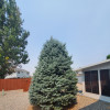 Gallery | Garrett Tree Service